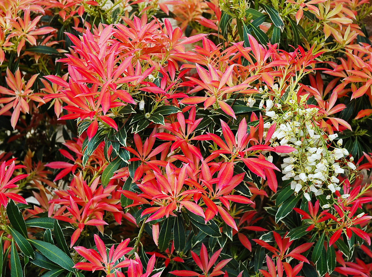 Pépinière - Jardinerie de Montesson