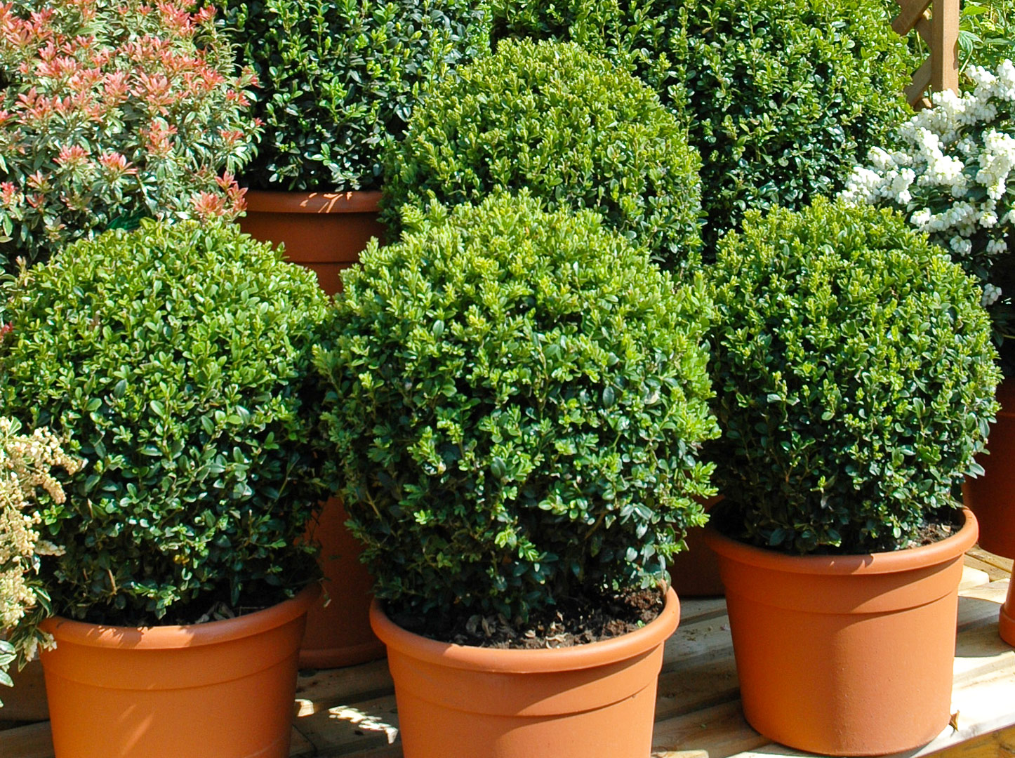 Pépinière - Jardinerie de Montesson